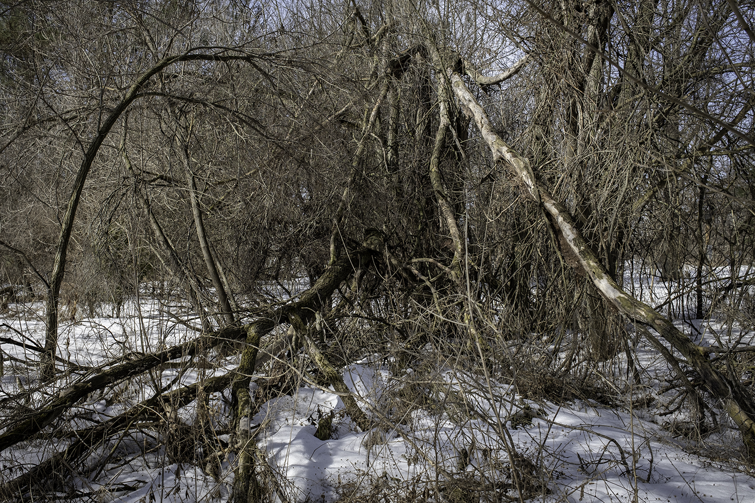 Branch, Shelter – Landing
